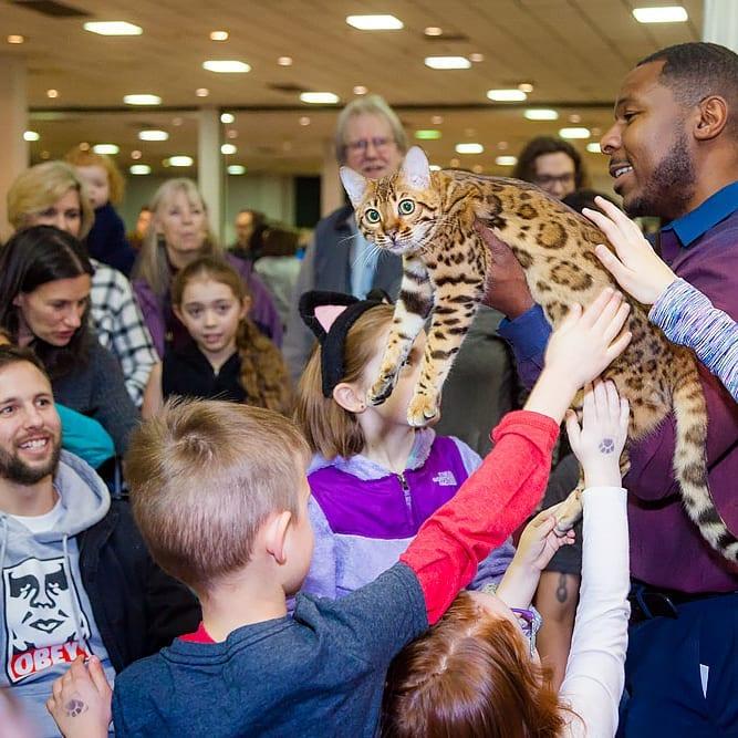 TICA Cat Show - October 2024 in Fredericksburg - Checkout