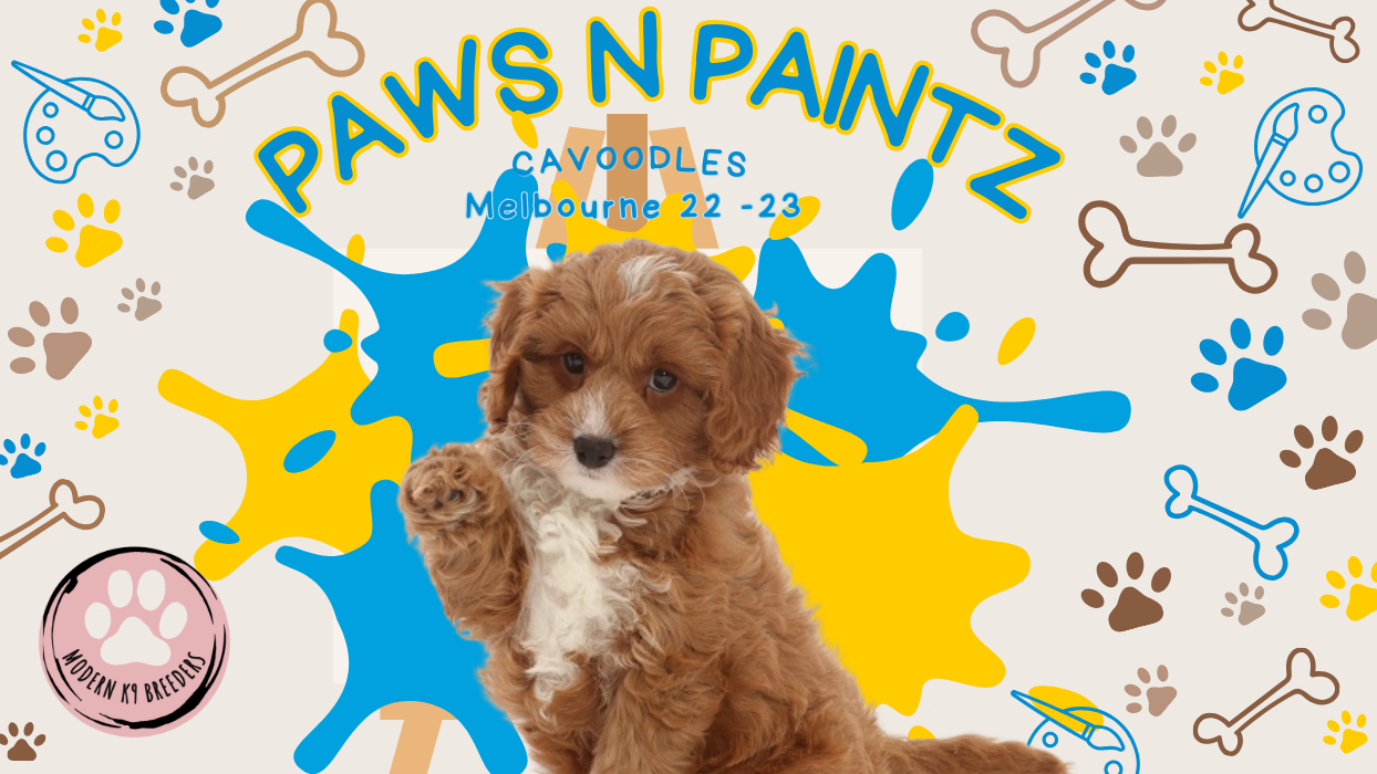 Paws n Paintz - Melbourne in Melbourne - Checkout