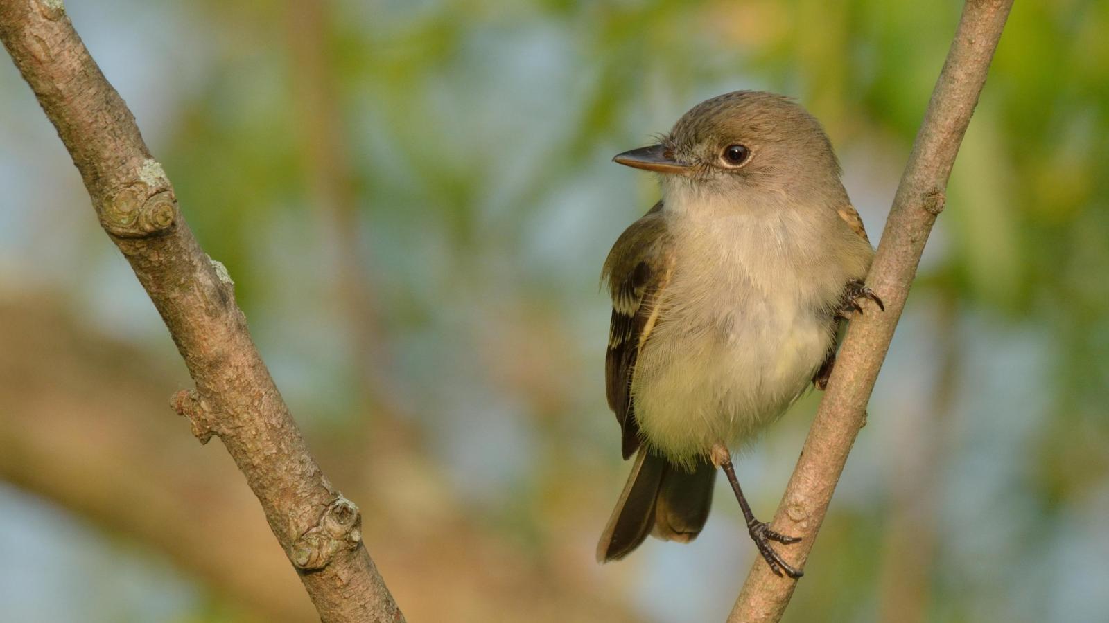 Trail Birds in Kempton - Checkout