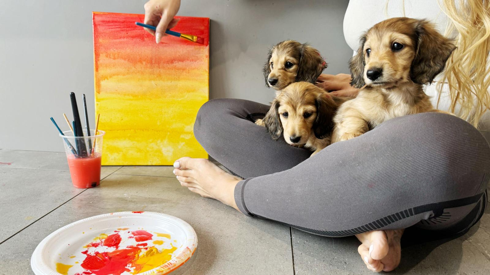 Paws n Paintz in Sydney - Checkout