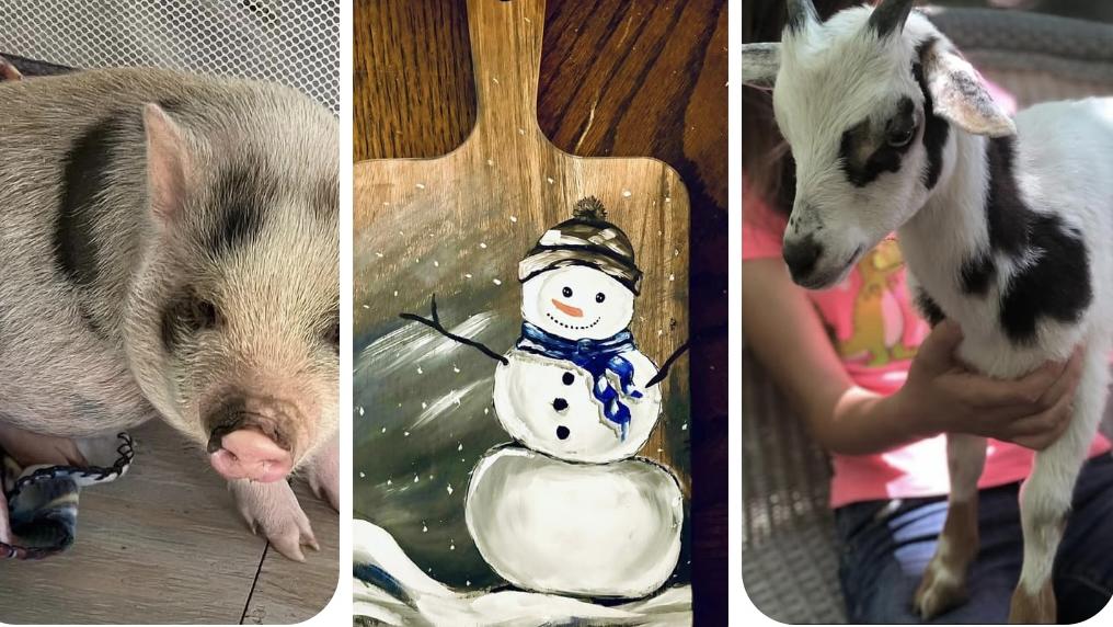 Paint a snowman on cutting board sip & CUDDLE piglets and baby goats ...