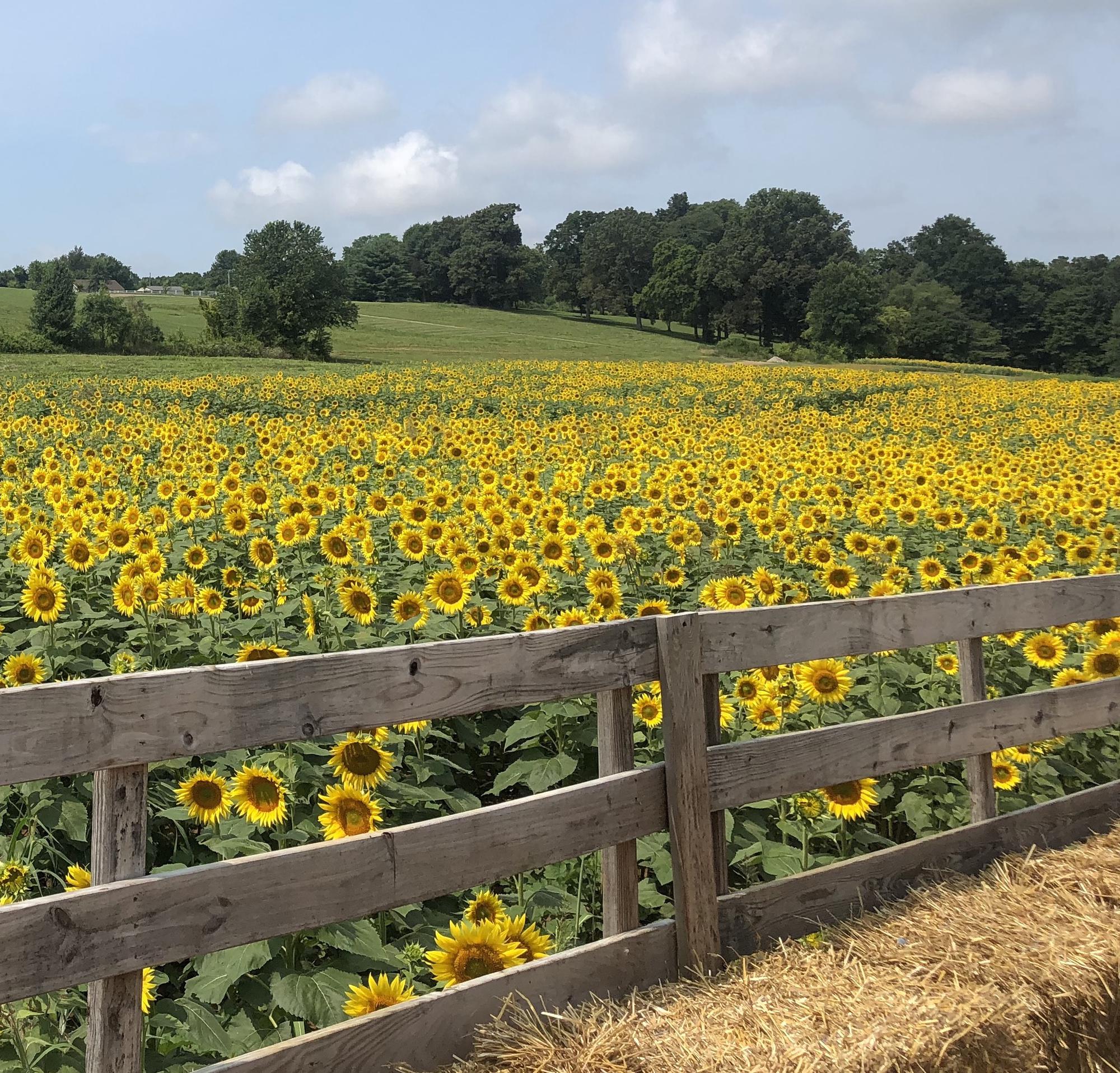 Sunflower Festival 2022 in Springfield - Checkout