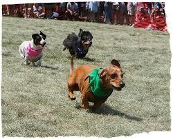 Milaeger's Dachshund Dash Pre-Registration for Race in Racine - Checkout
