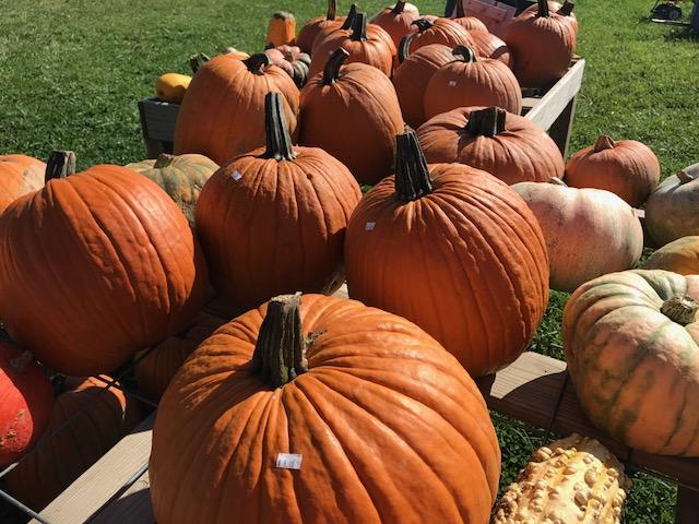 Amazing Fall Fun 2024 Season in Waterloo - Checkout