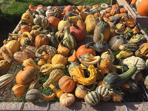 Amazing Fall Fun 2024 Season in Waterloo - Checkout