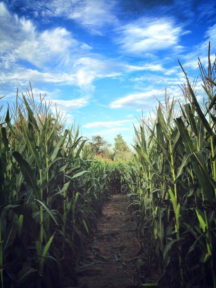 Amazing Fall Fun 2024 Season in Waterloo - Checkout