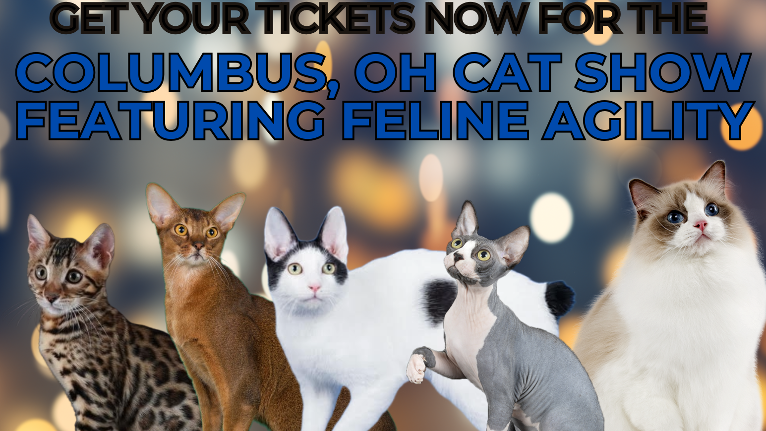 Come to the fun Columbus, Ohio Cat Show featuring Feline Agility! in ...