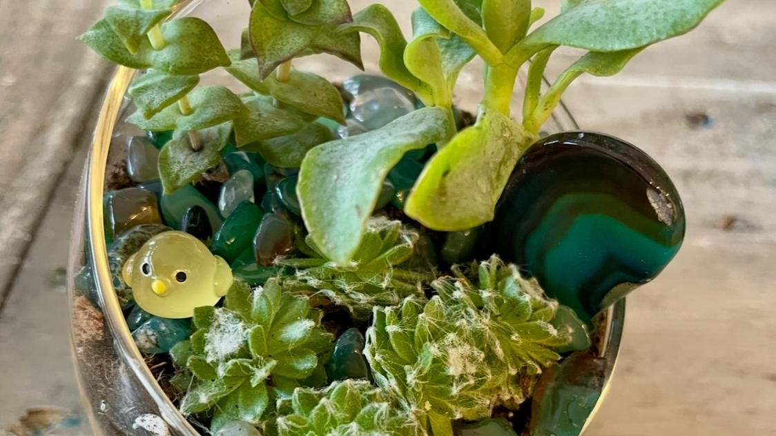 Spring succulent terrariums in Newton - Checkout