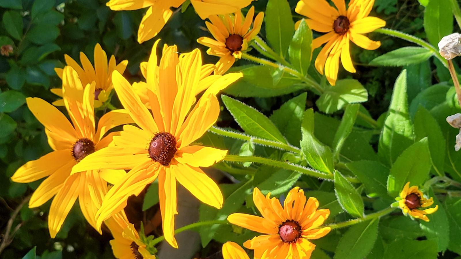 Growing Native Plants from Seed and Containerized Plants in Urban and ...