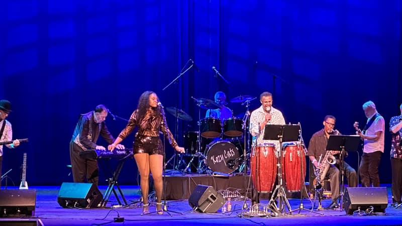 Kozy Cats in Kilmarnock - Checkout