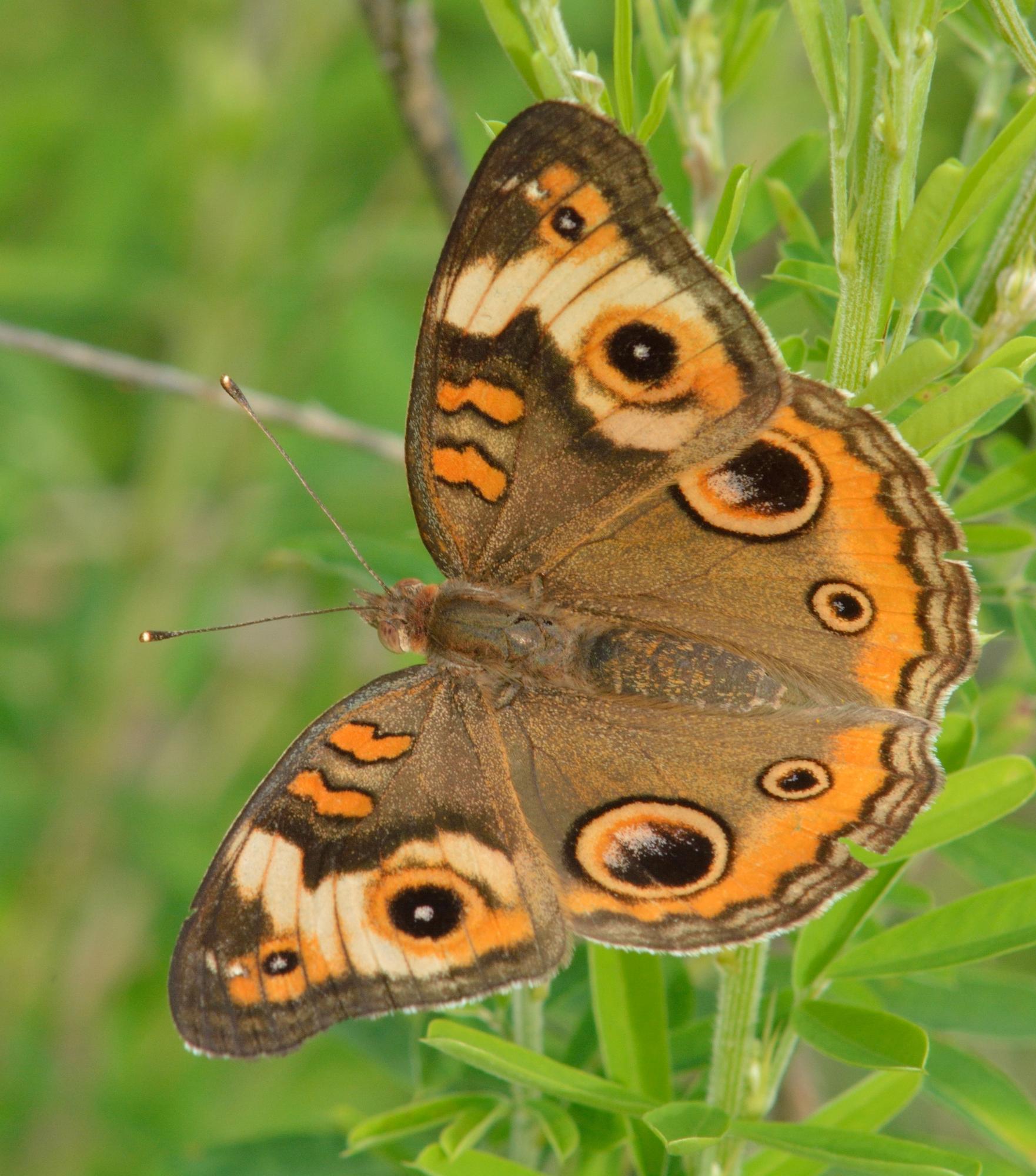 Butterfly Survey in Kempton - Checkout