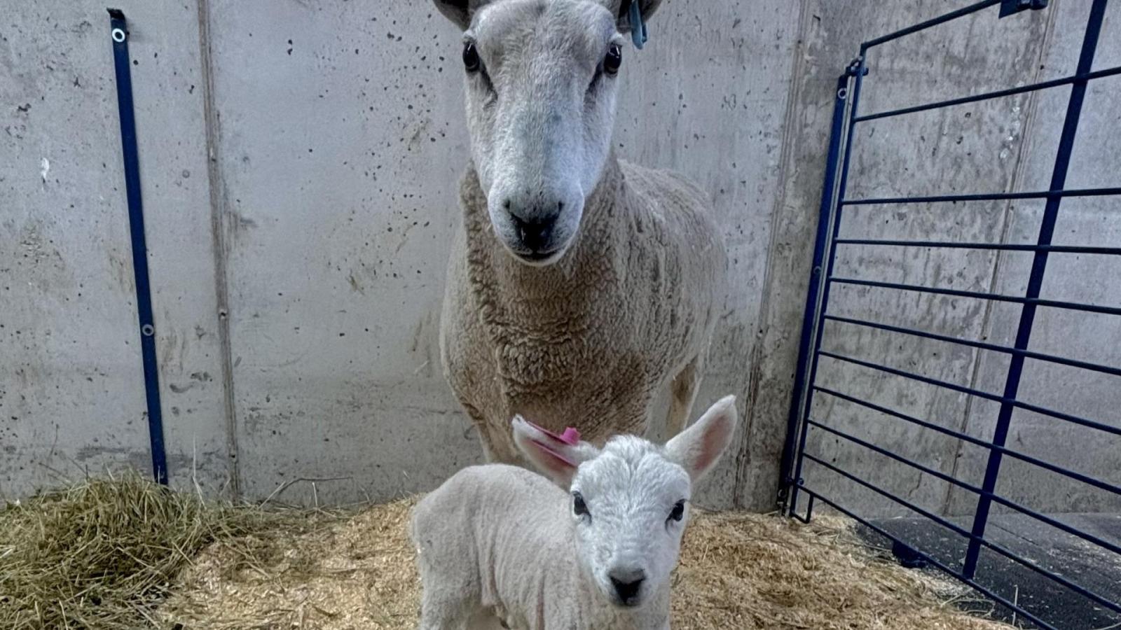 Sheep Lambing Workshop in Fitchburg - Checkout