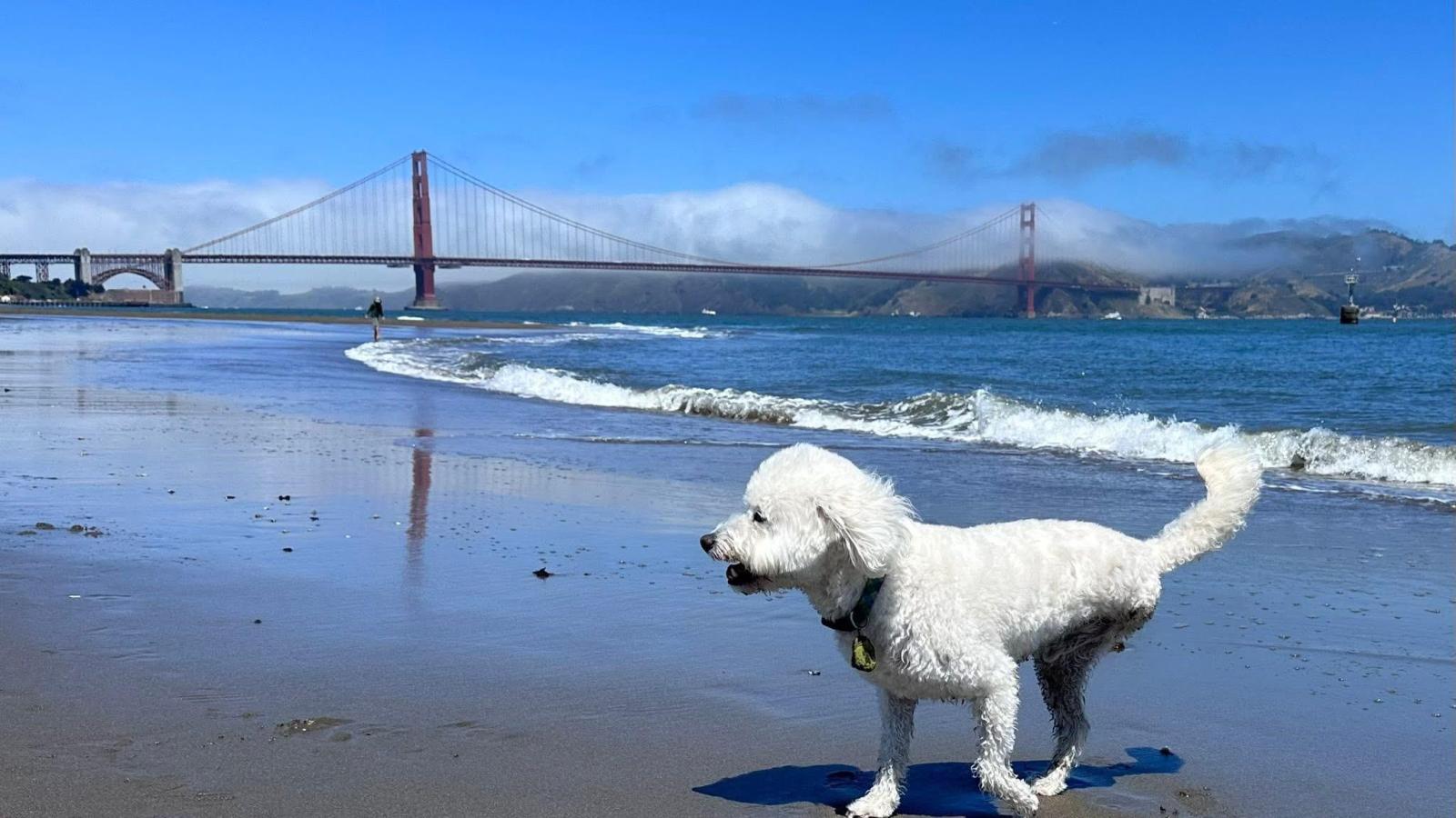 Three Legged Dog Picnic 2025!! in San Francisco - Checkout