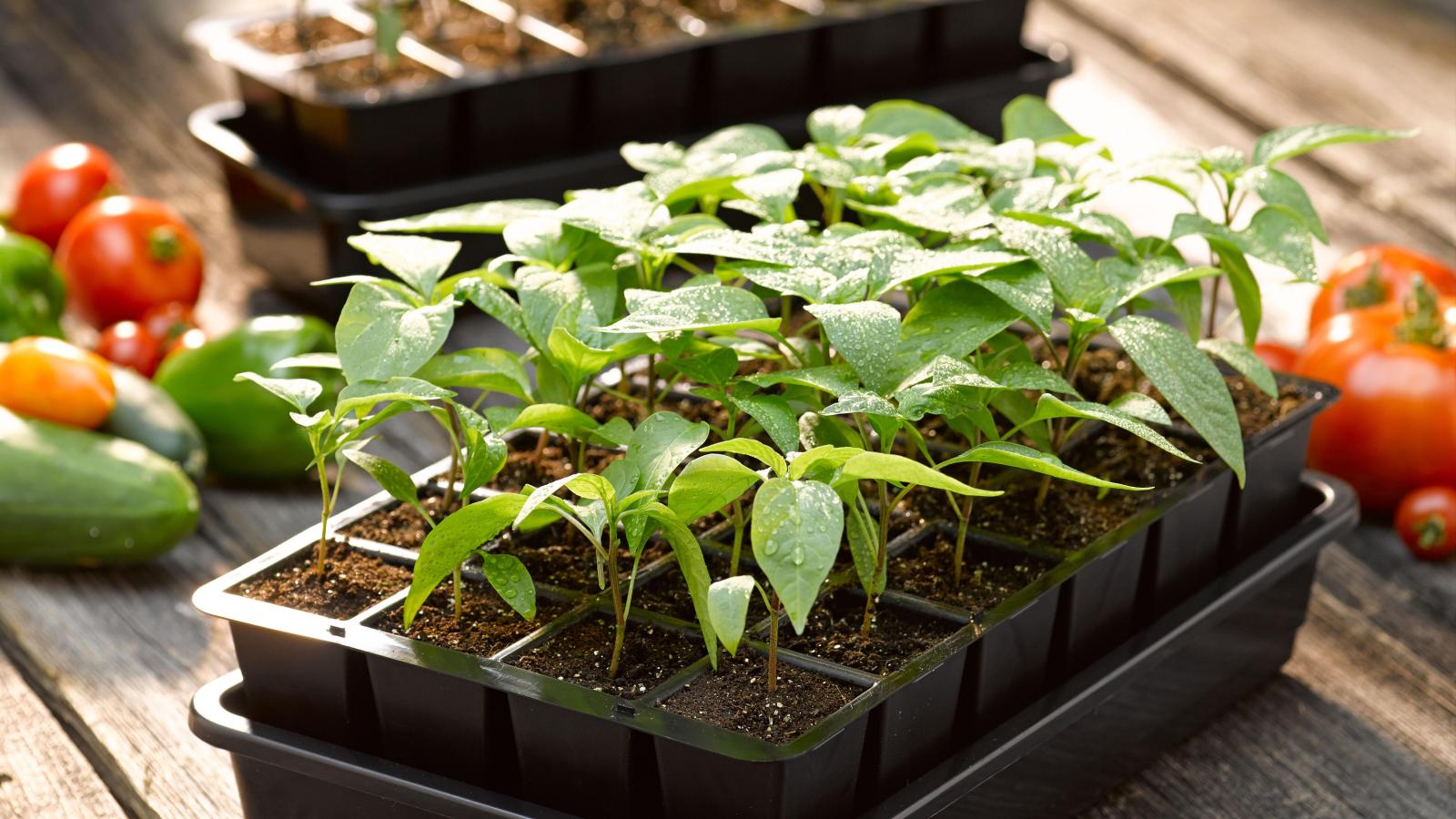 Seed Starting Class & Workshop in Garden Centers - Checkout