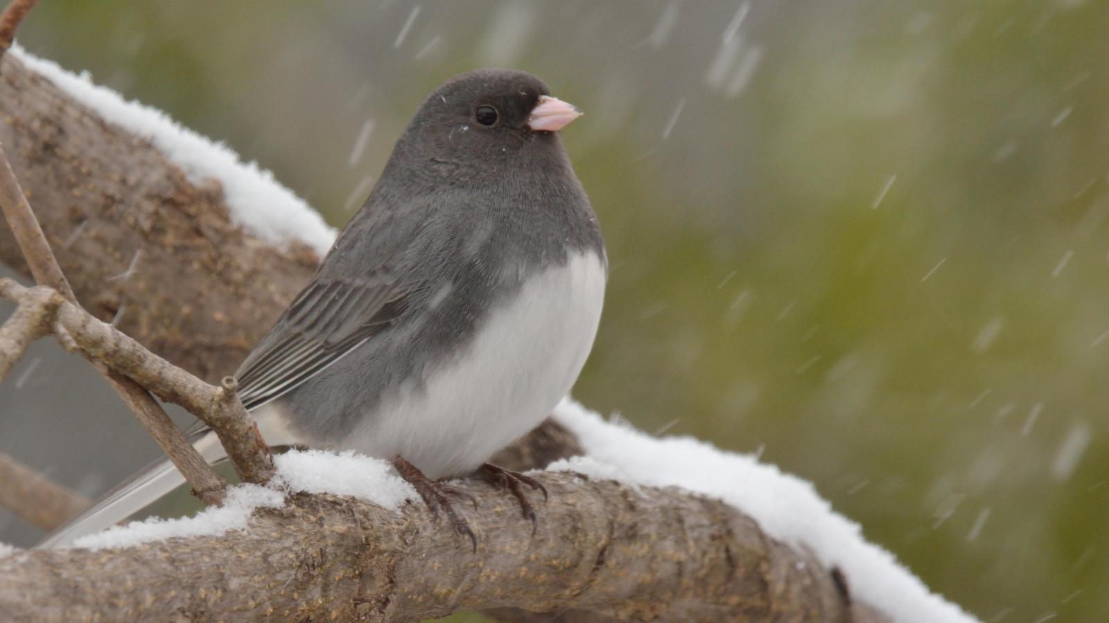 Breakfast with the Birds in Kempton - Checkout